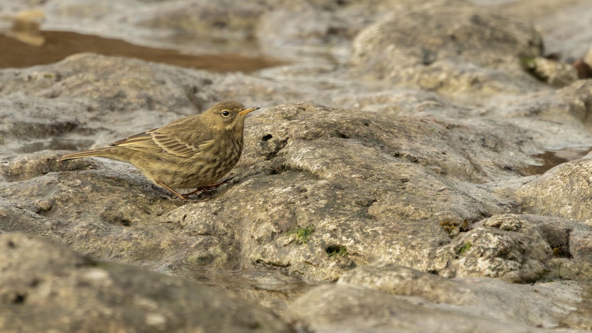 Rock Pipit (Western) - eBird