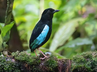 Superb Pitta - Pitta superba - Birds of the World