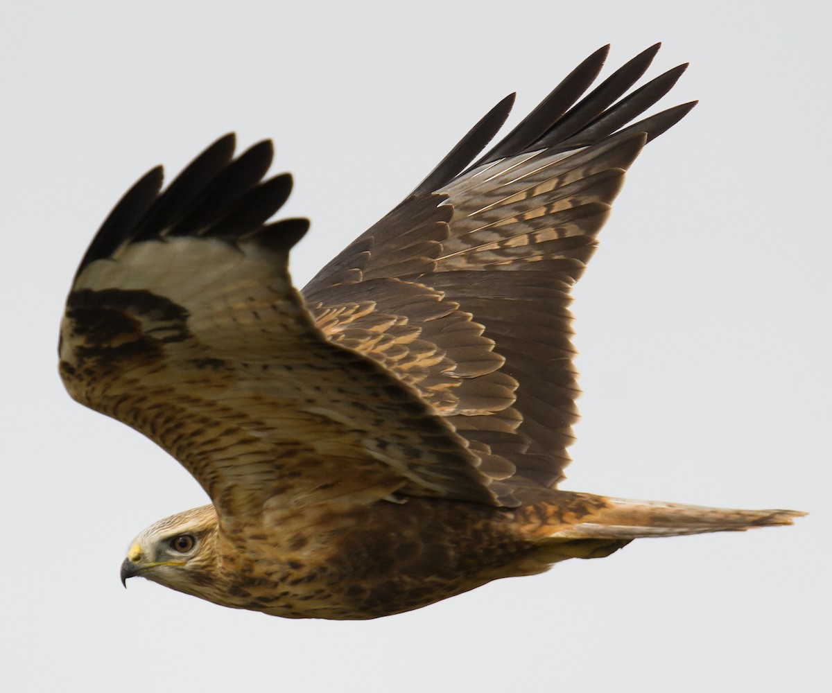 Long-legged Buzzard (Northern) - eBird