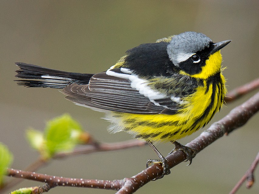 Magnolia Warbler - eBird