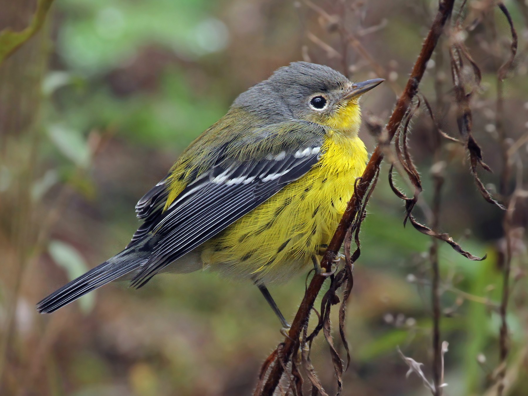 Magnolia Warbler - eBird