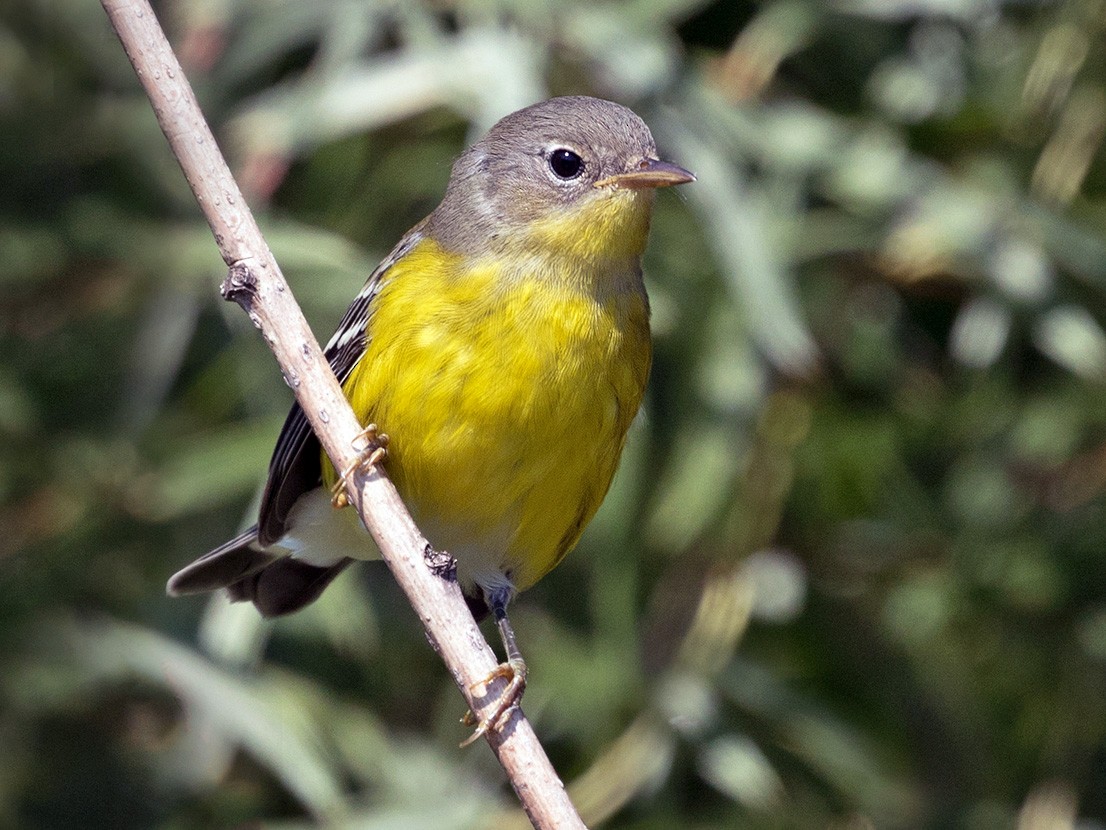 Magnolia Warbler - eBird