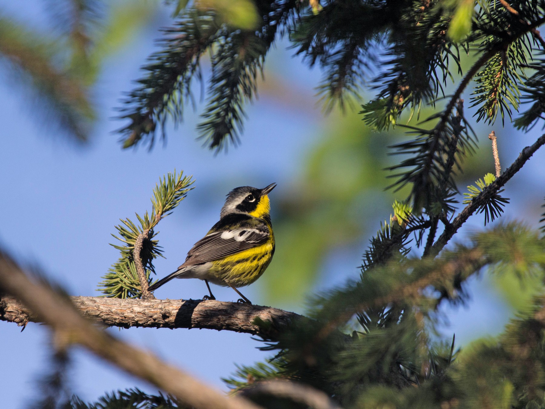 Magnolia Warbler - eBird