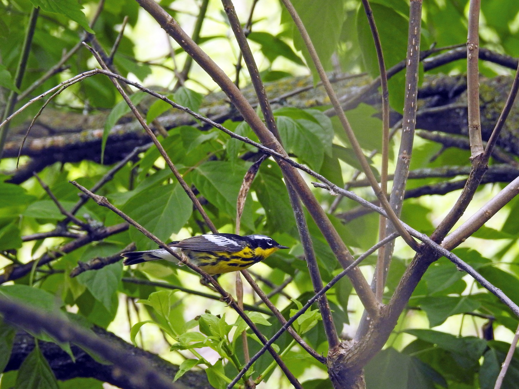 Magnolia Warbler - eBird