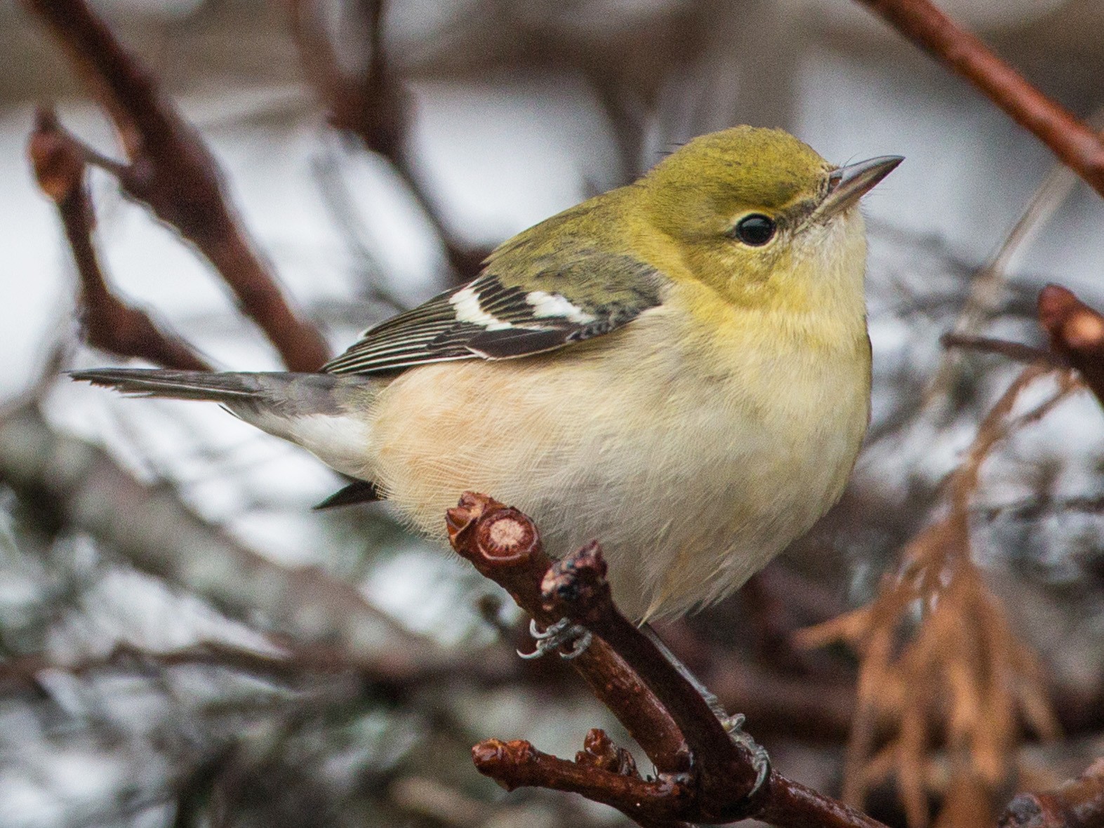 Bay-breasted Warbler - eBird