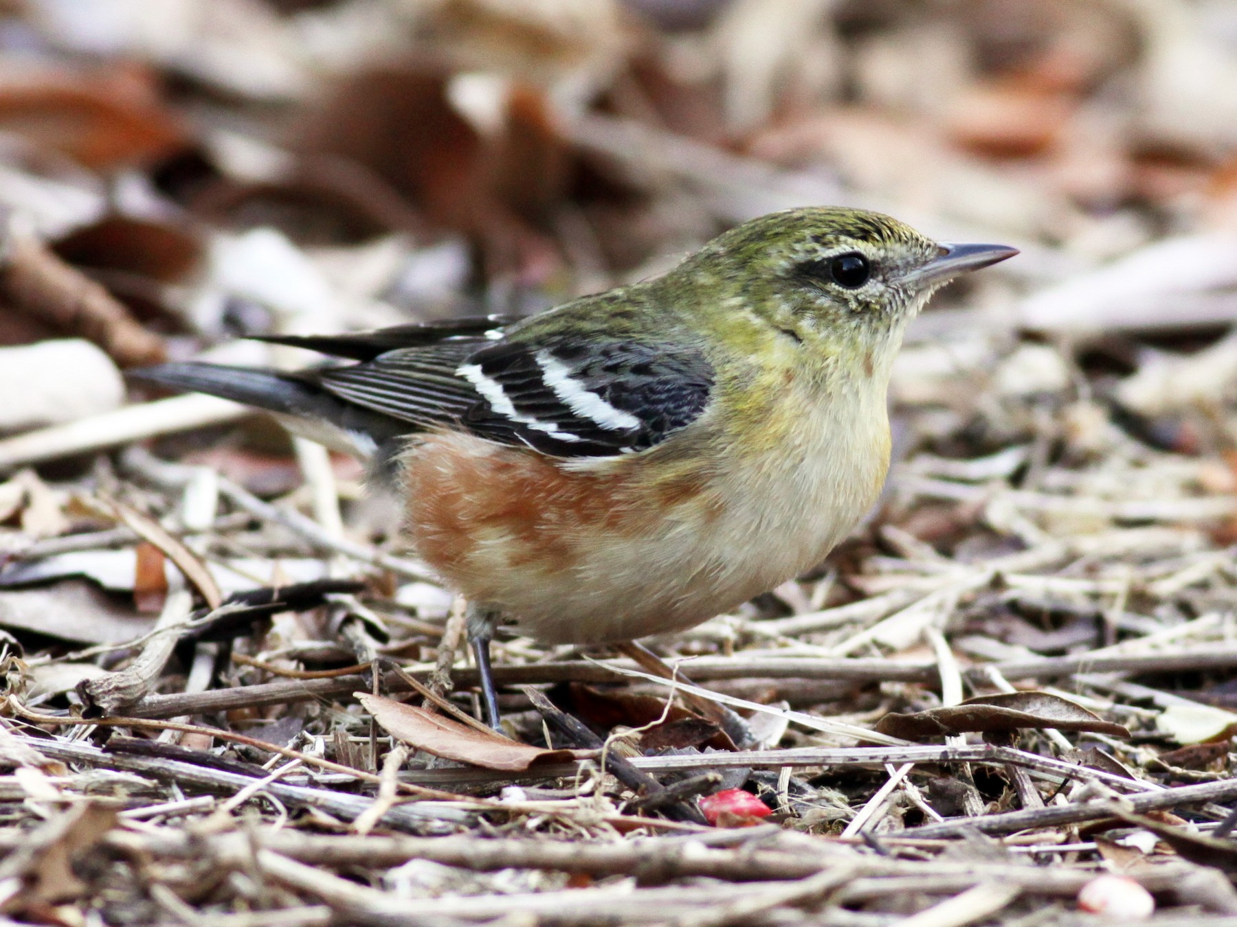Bay-breasted Warbler - eBird