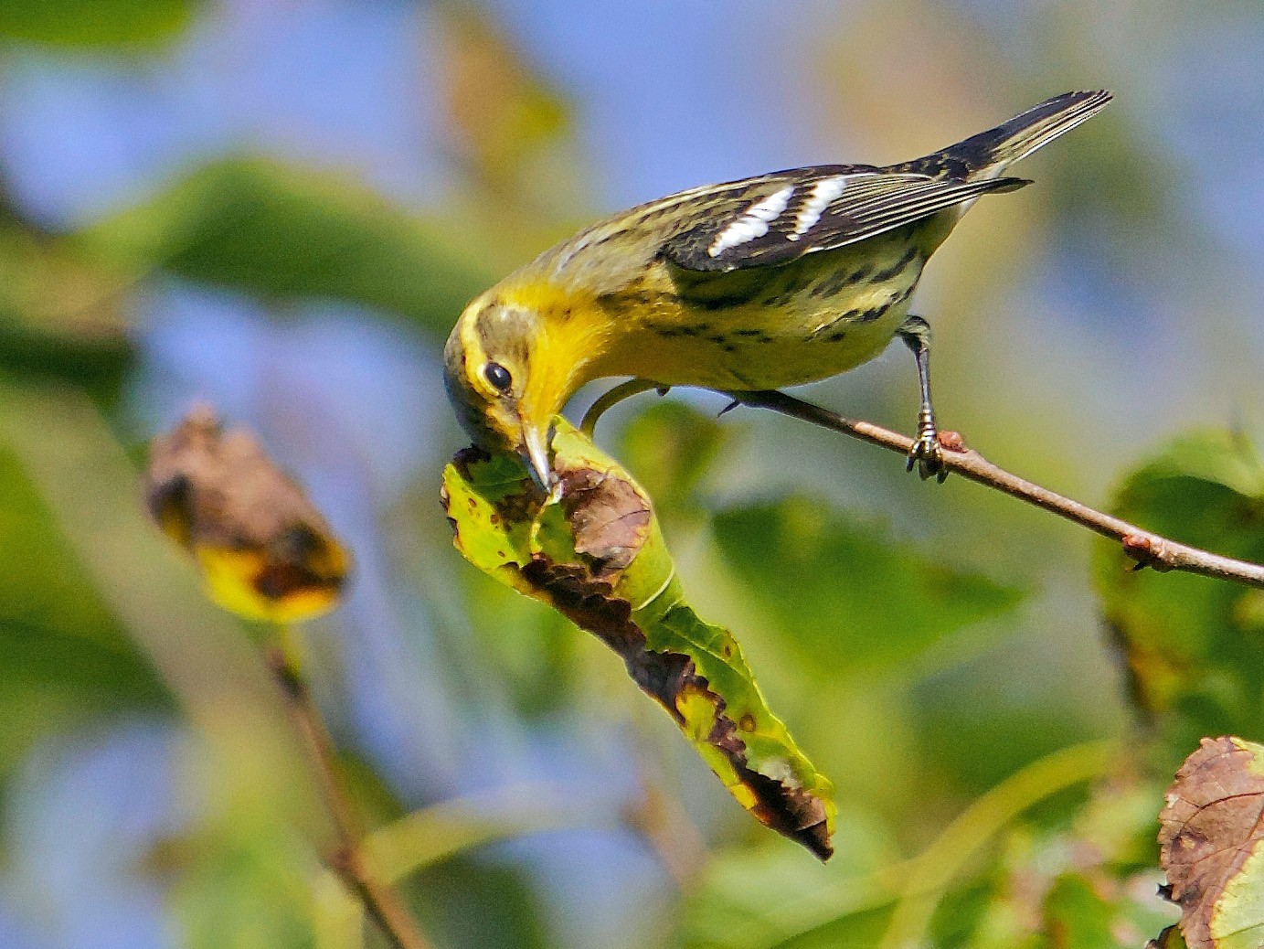 Blackburnian Warbler - eBird