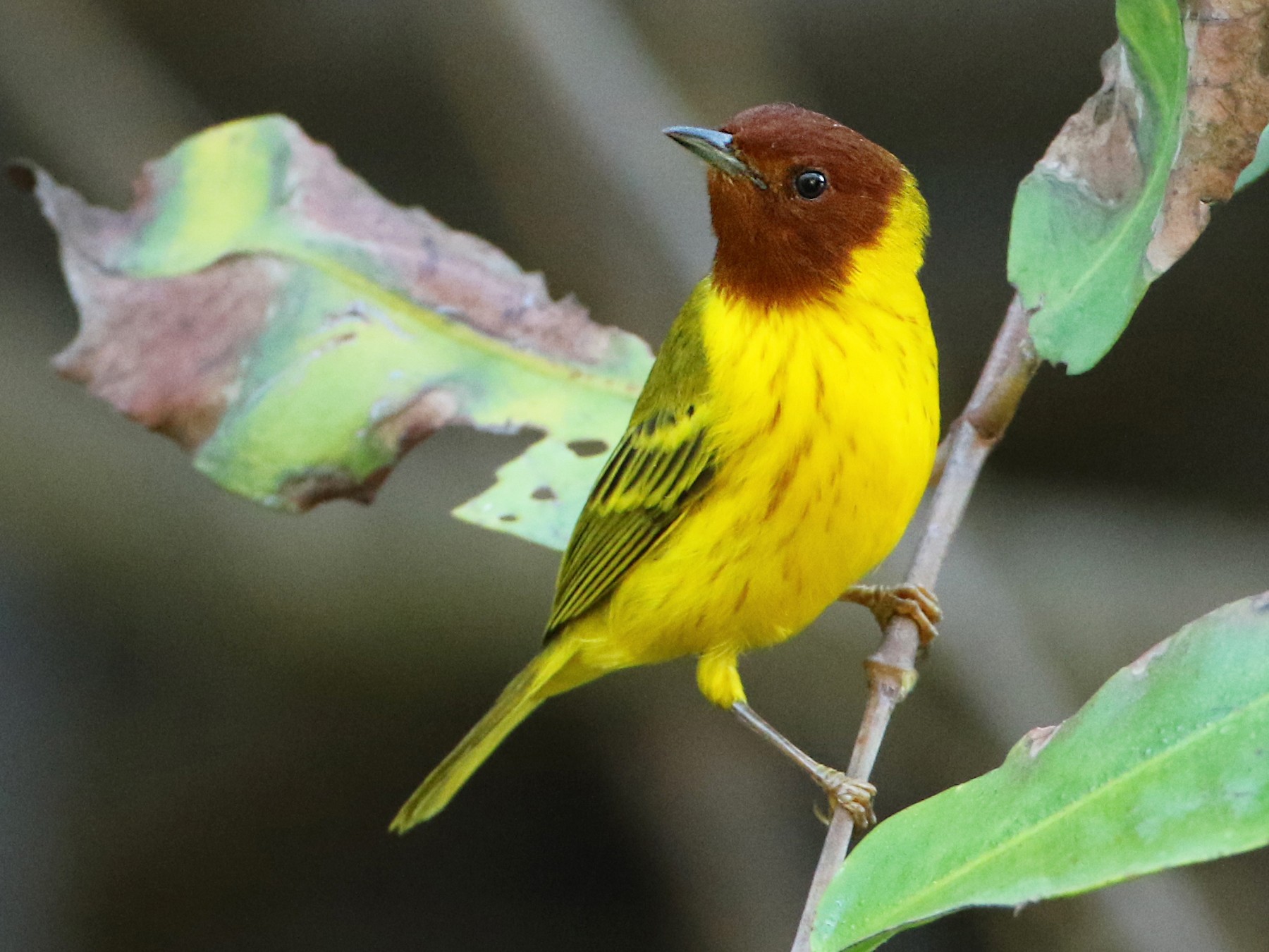 Reinita Amarilla/Manglera - eBird