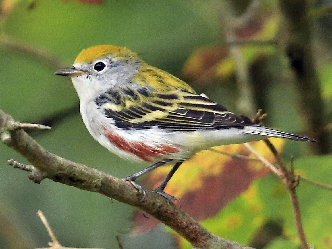 Chestnut-sided Warbler - eBird