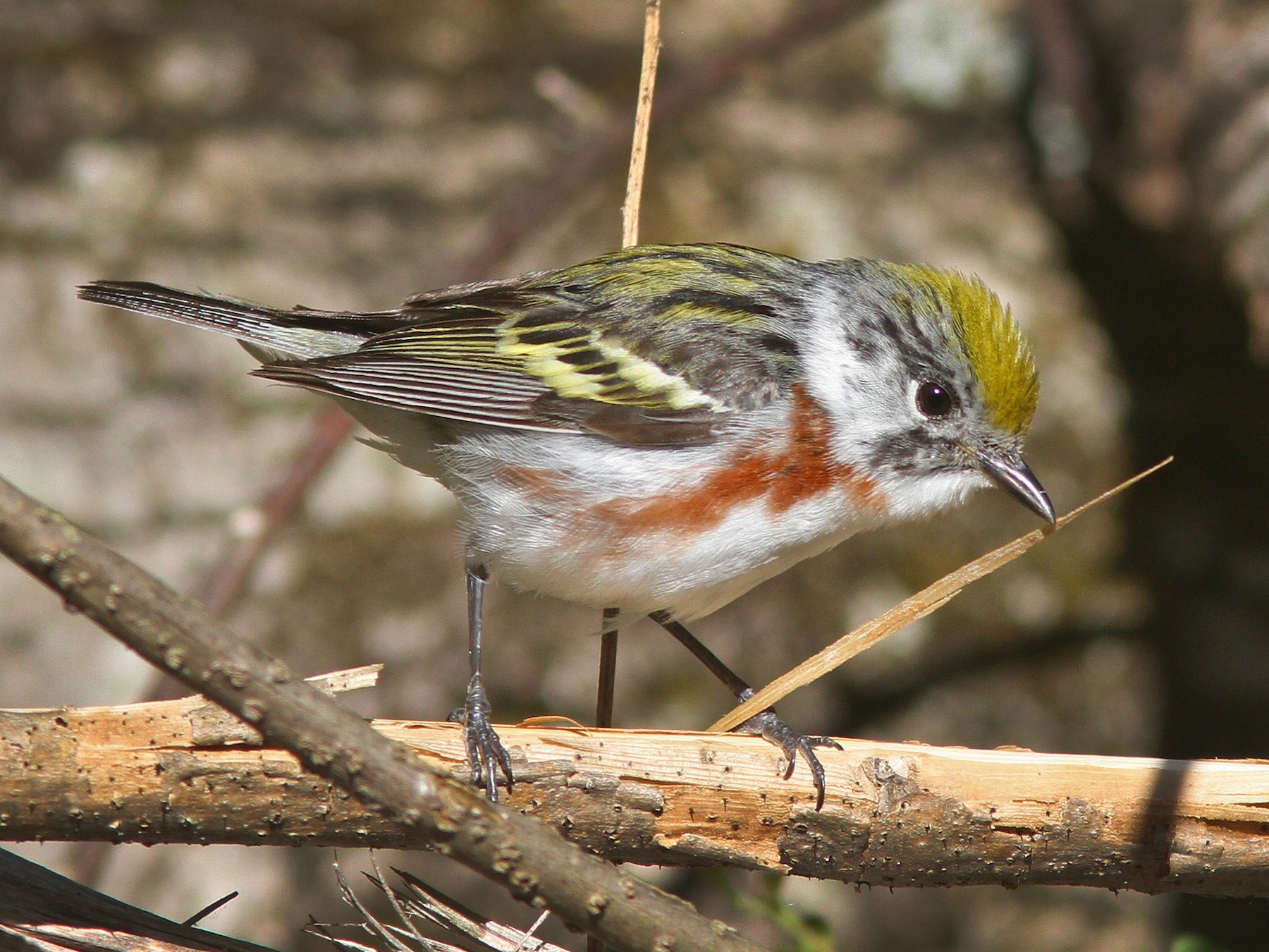 Chestnut-sided Warbler - eBird