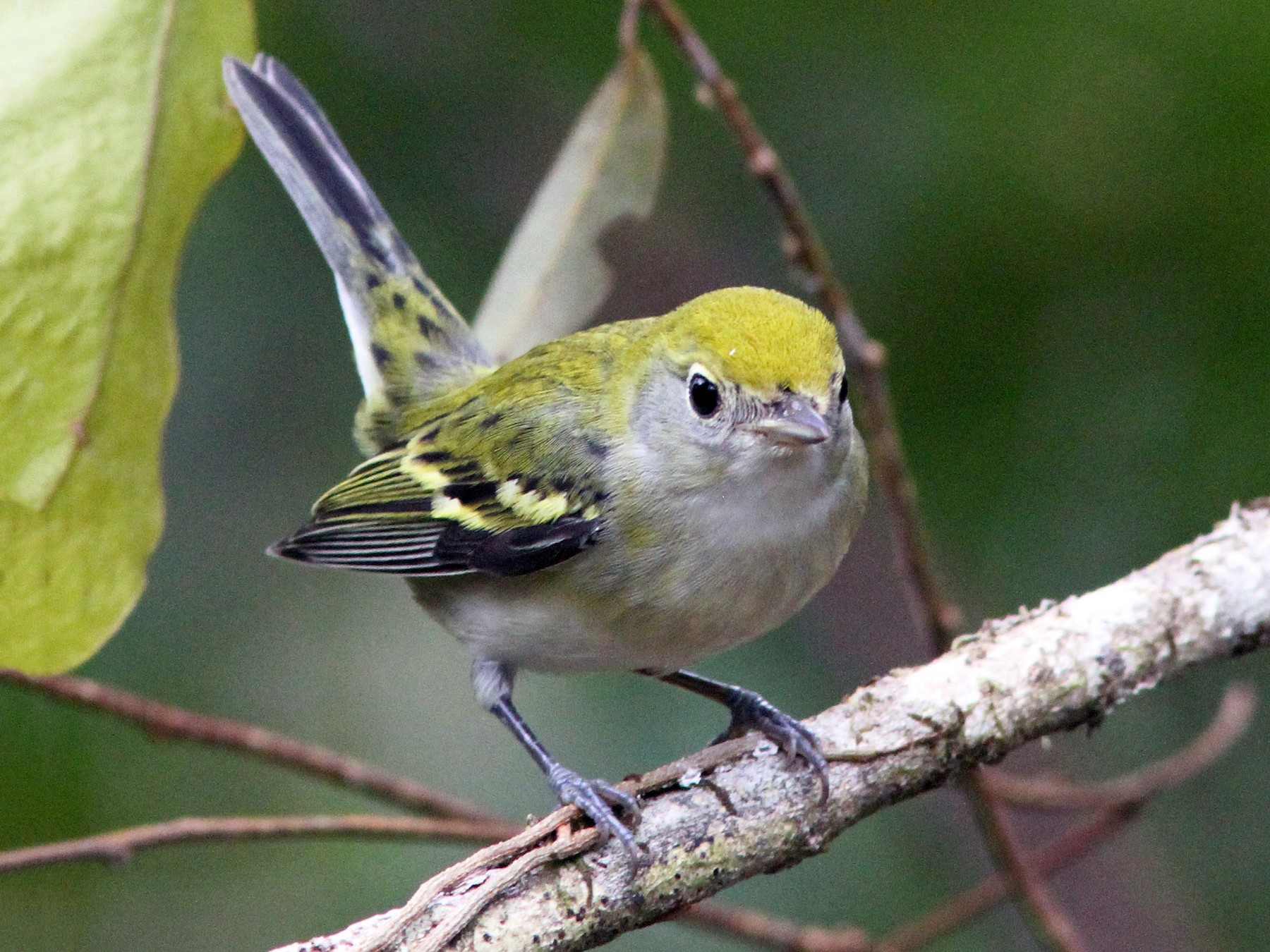 Chestnut-sided Warbler - eBird
