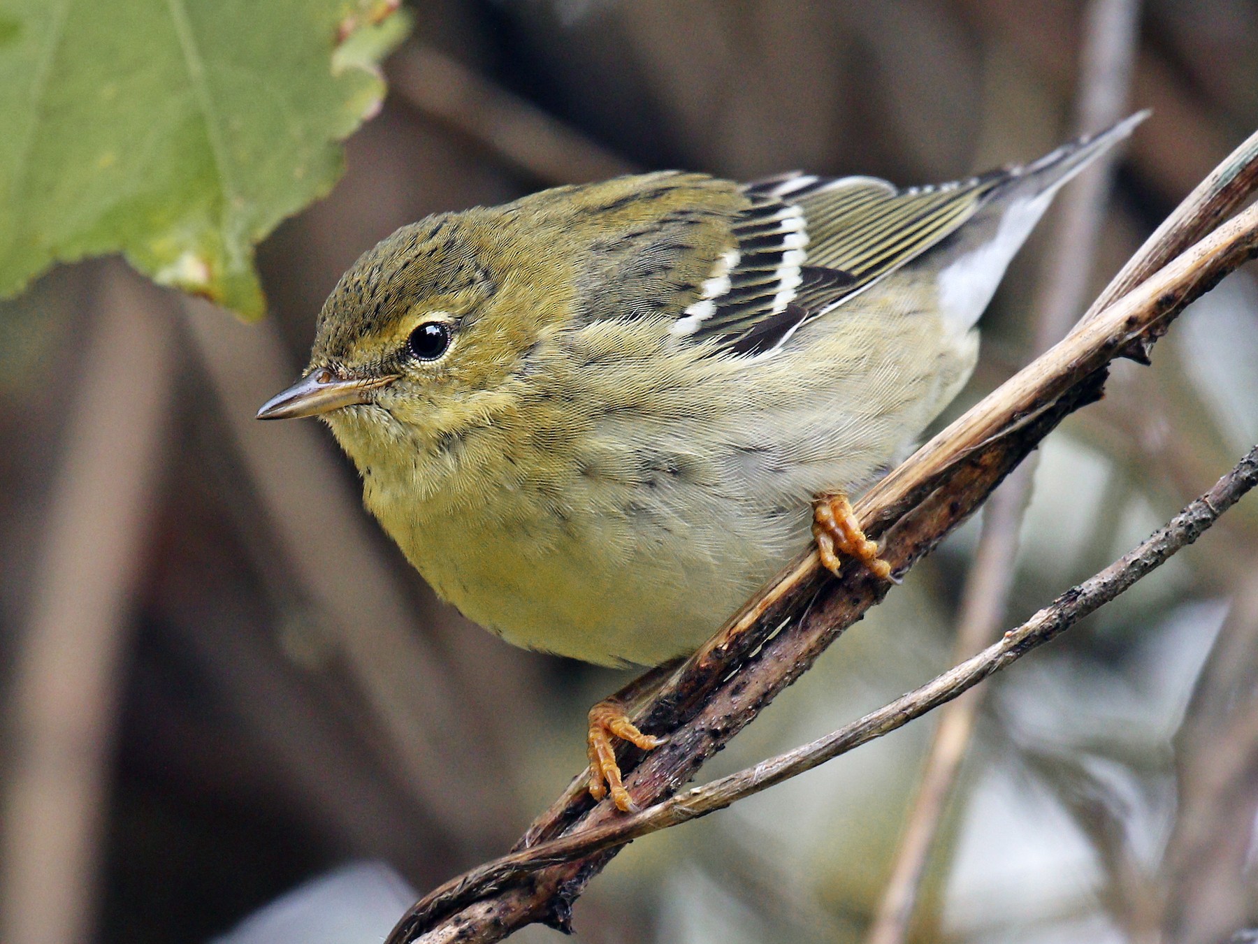 Blackpoll Warbler - eBird