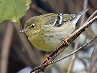 Blackpoll Warbler - eBird