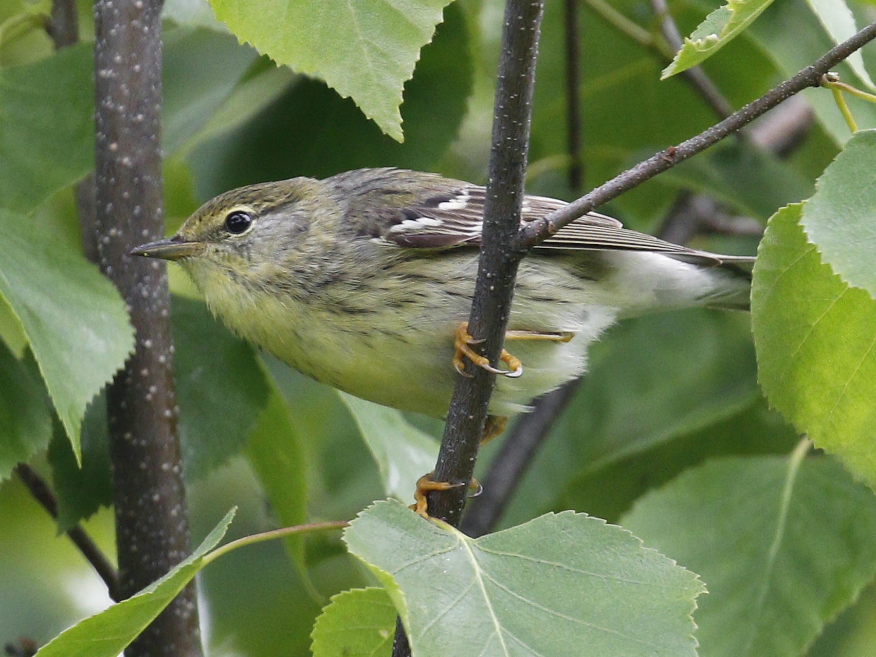 Blackpoll Warbler - eBird