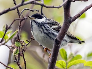 Blackpoll Warbler - eBird