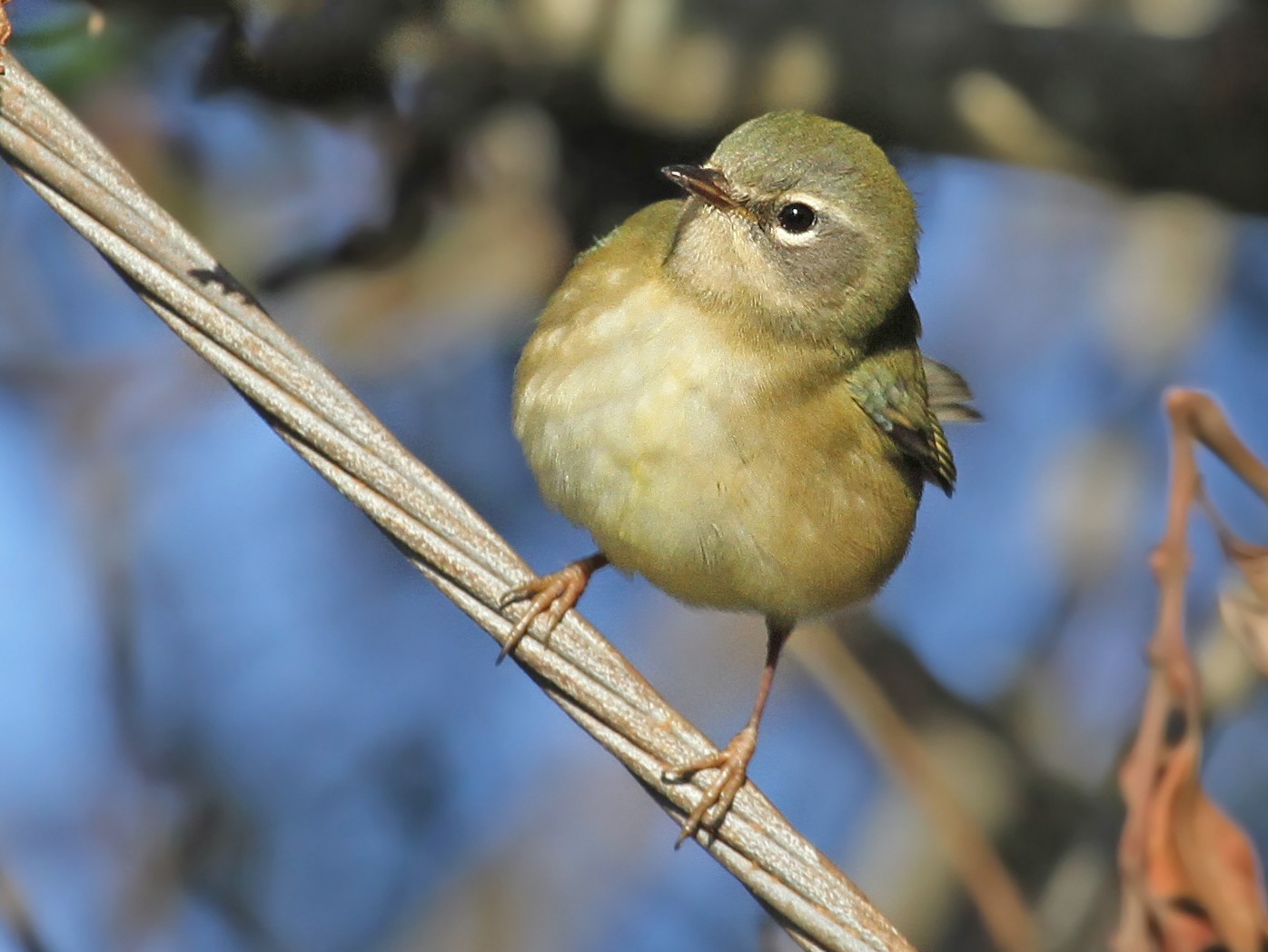 Reinita Azulinegra - eBird