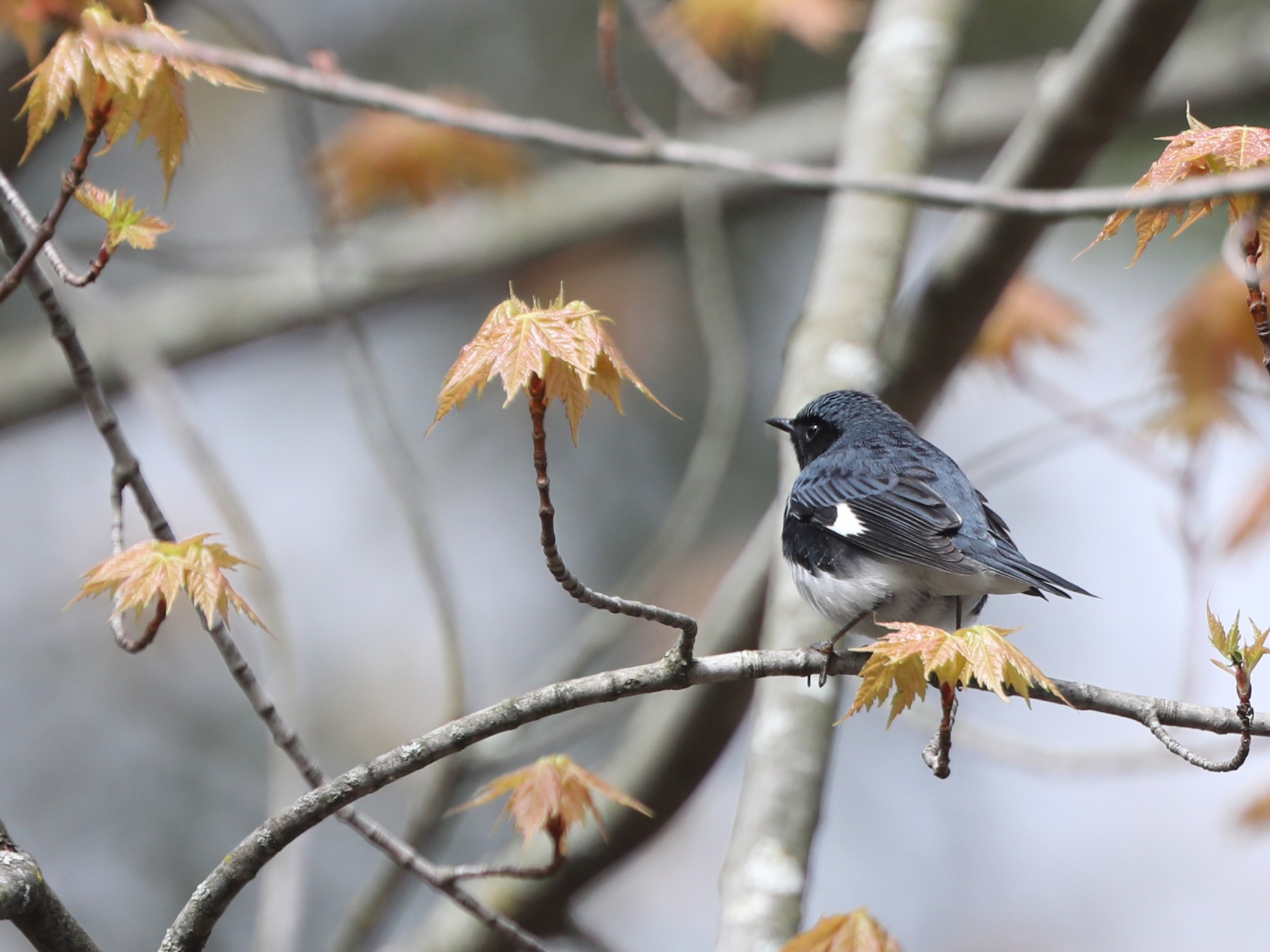 Black-throated Blue Warbler - eBird