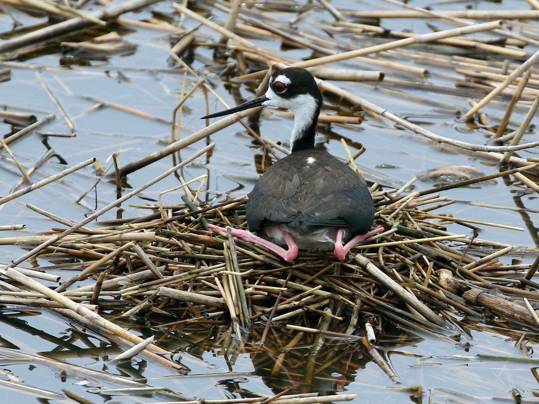 Monjita Americana - eBird