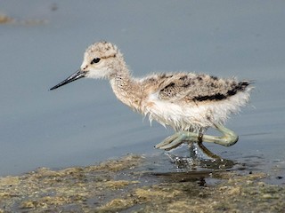 American Avocet - eBird