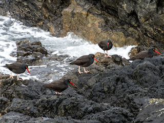 Black Oystercatcher - eBird