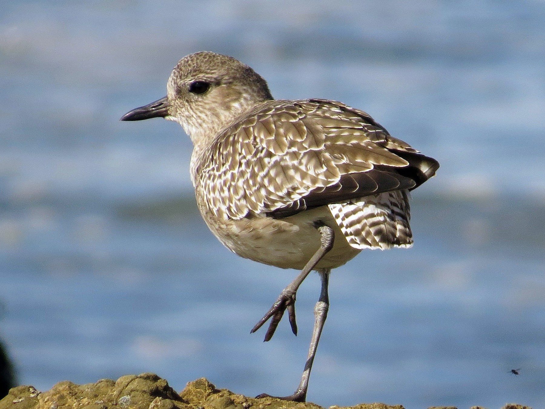 Black-bellied Plover - Wisconsin eBird