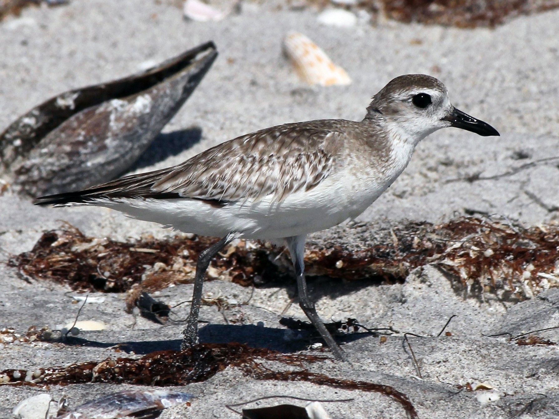 Black-bellied Plover (Grey Plover) - eBird