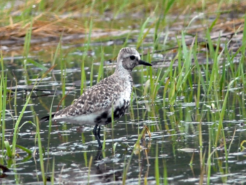 Black-bellied Plover (Grey Plover) - eBird