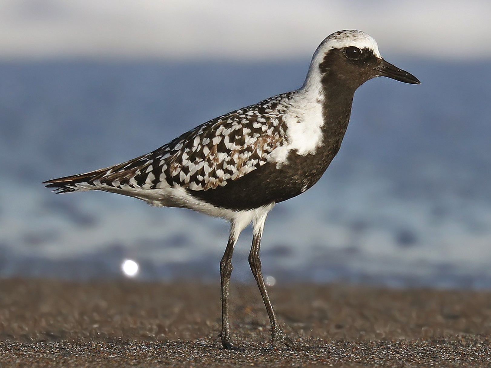 Black-bellied Plover (Grey Plover) - eBird