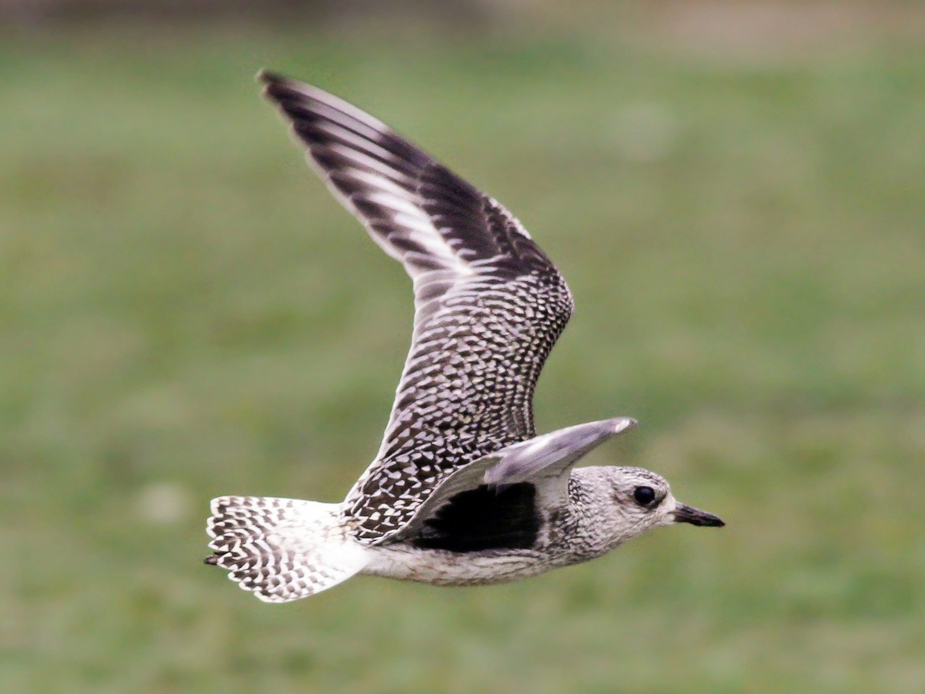 Black-bellied Plover (Grey Plover) - eBird