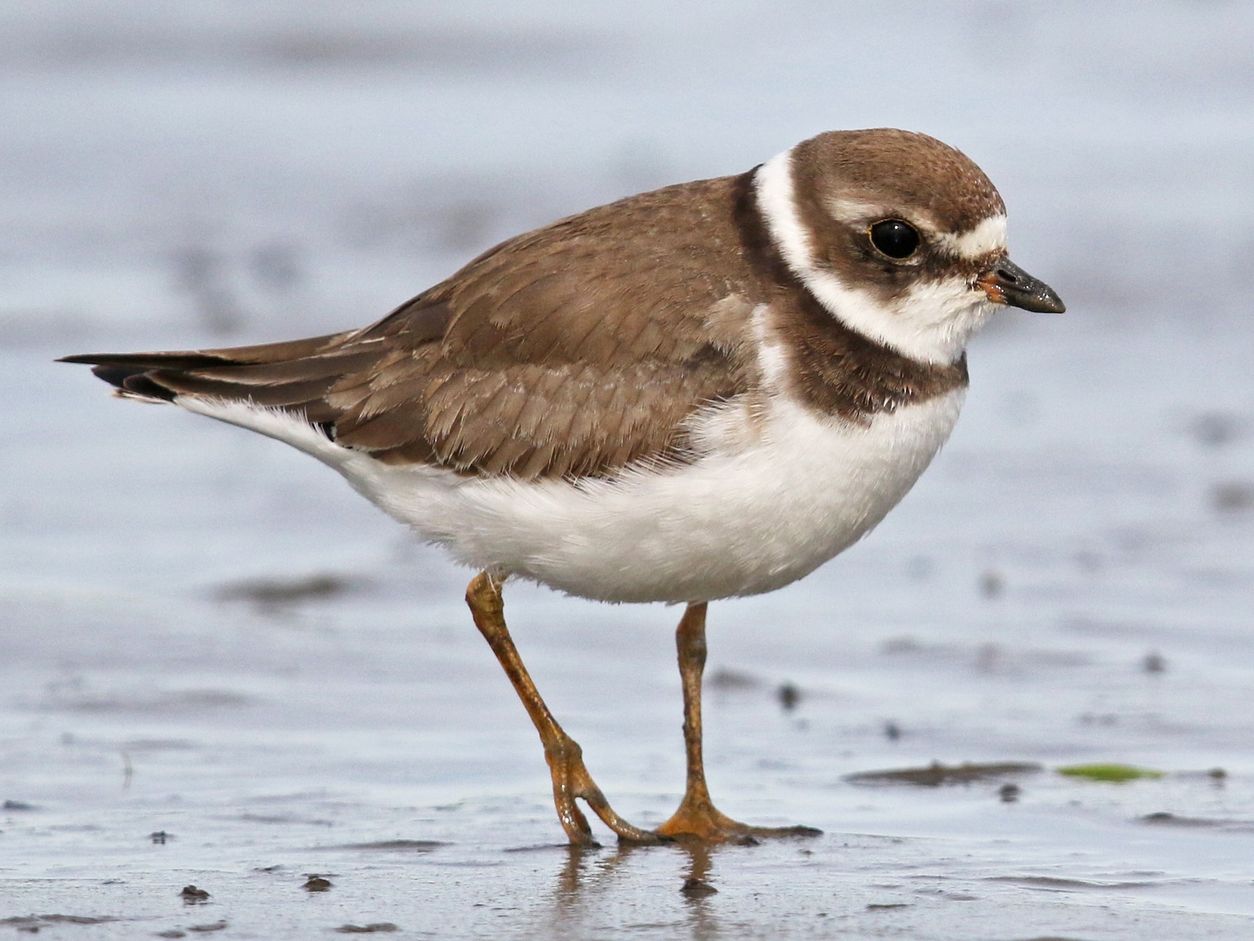 Semipalmated Plover - eBird