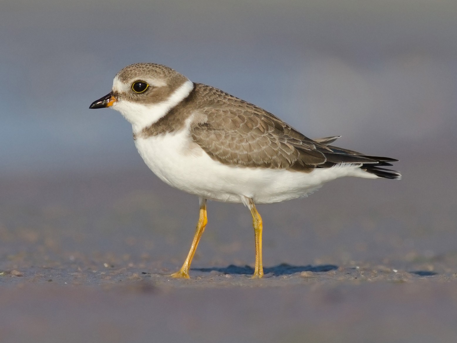 Semipalmated Plover - eBird