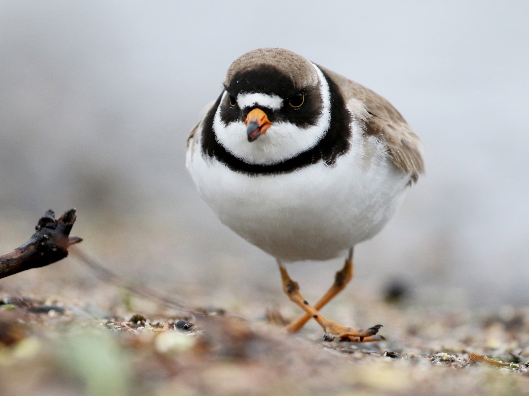 Semipalmated Plover - eBird