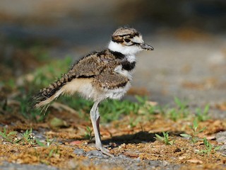 Killdeer eBird