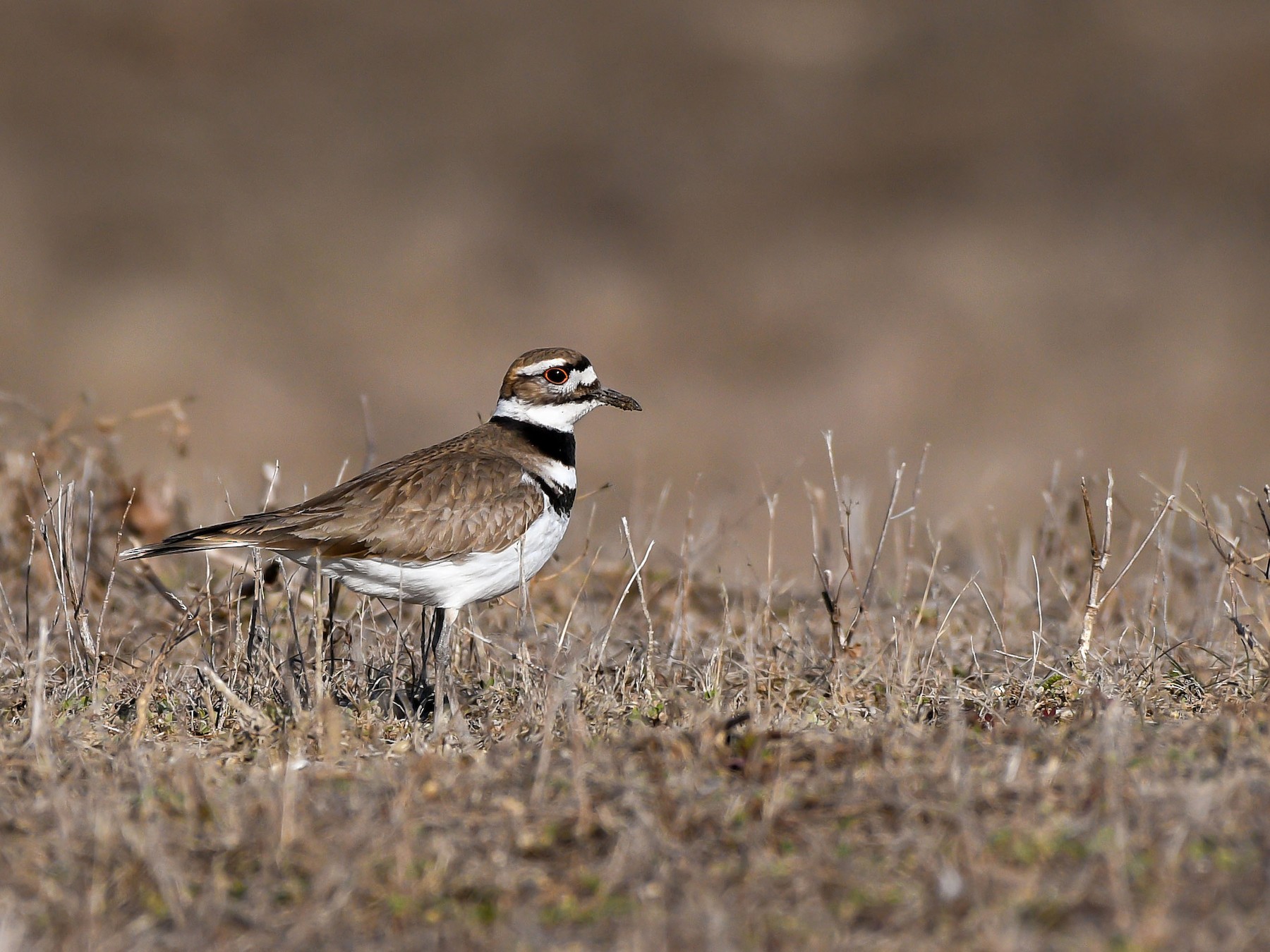 Killdeer - eBird