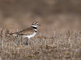 Killdeer - eBird