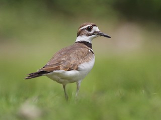 Killdeer - eBird