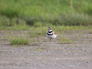 Killdeer - eBird