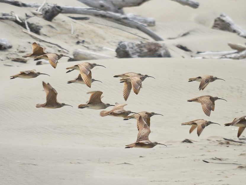 Whimbrel - eBird