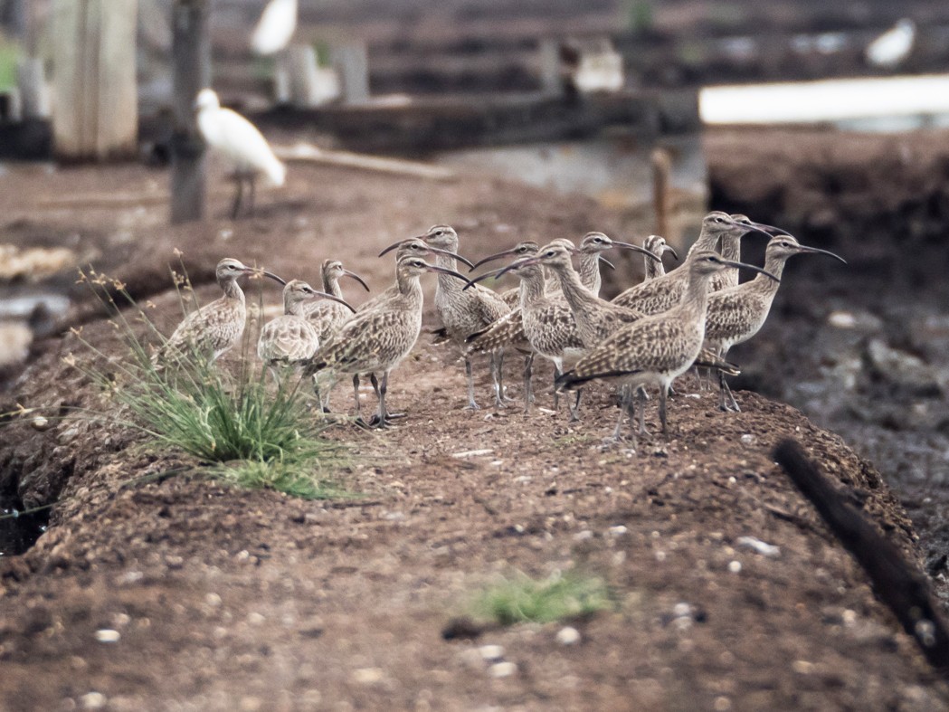 Whimbrel - eBird