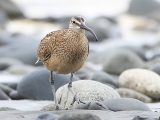 Gumpspói/spói - eBird