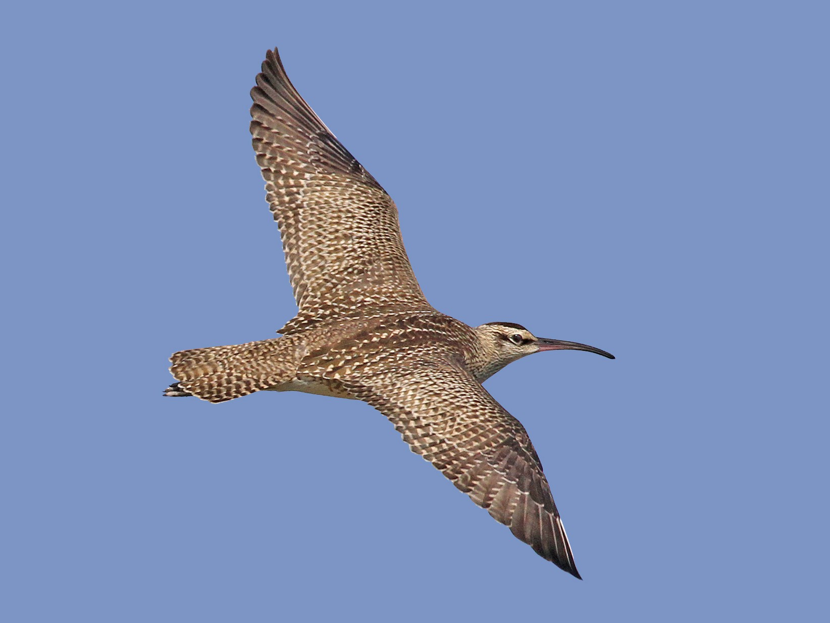 Eurasian Whimbrel - eBird