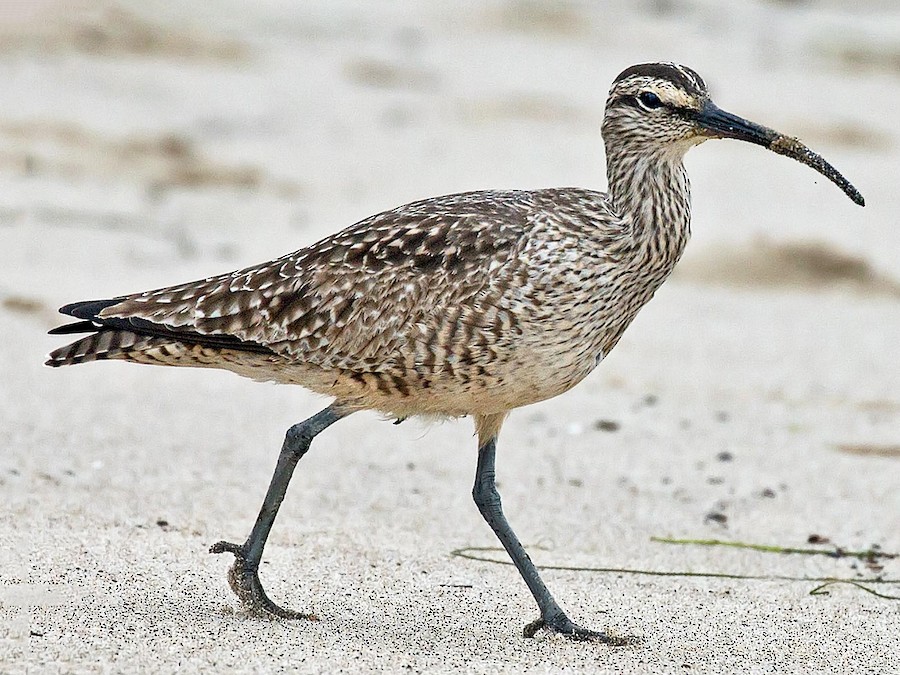 Whimbrel - eBird
