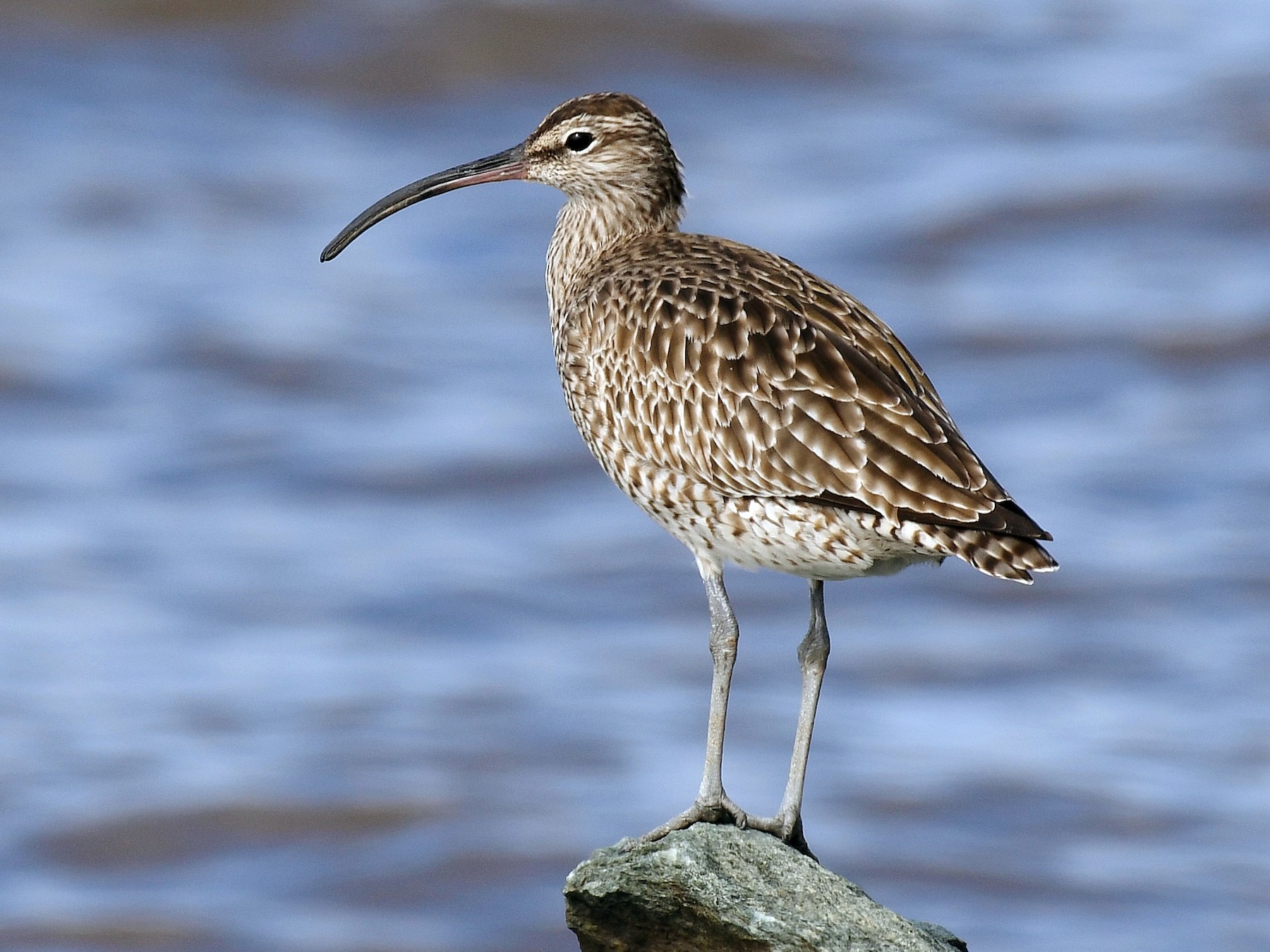 Whimbrel - eBird