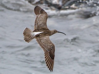 Hudsonian/Eurasian Whimbrel - eBird