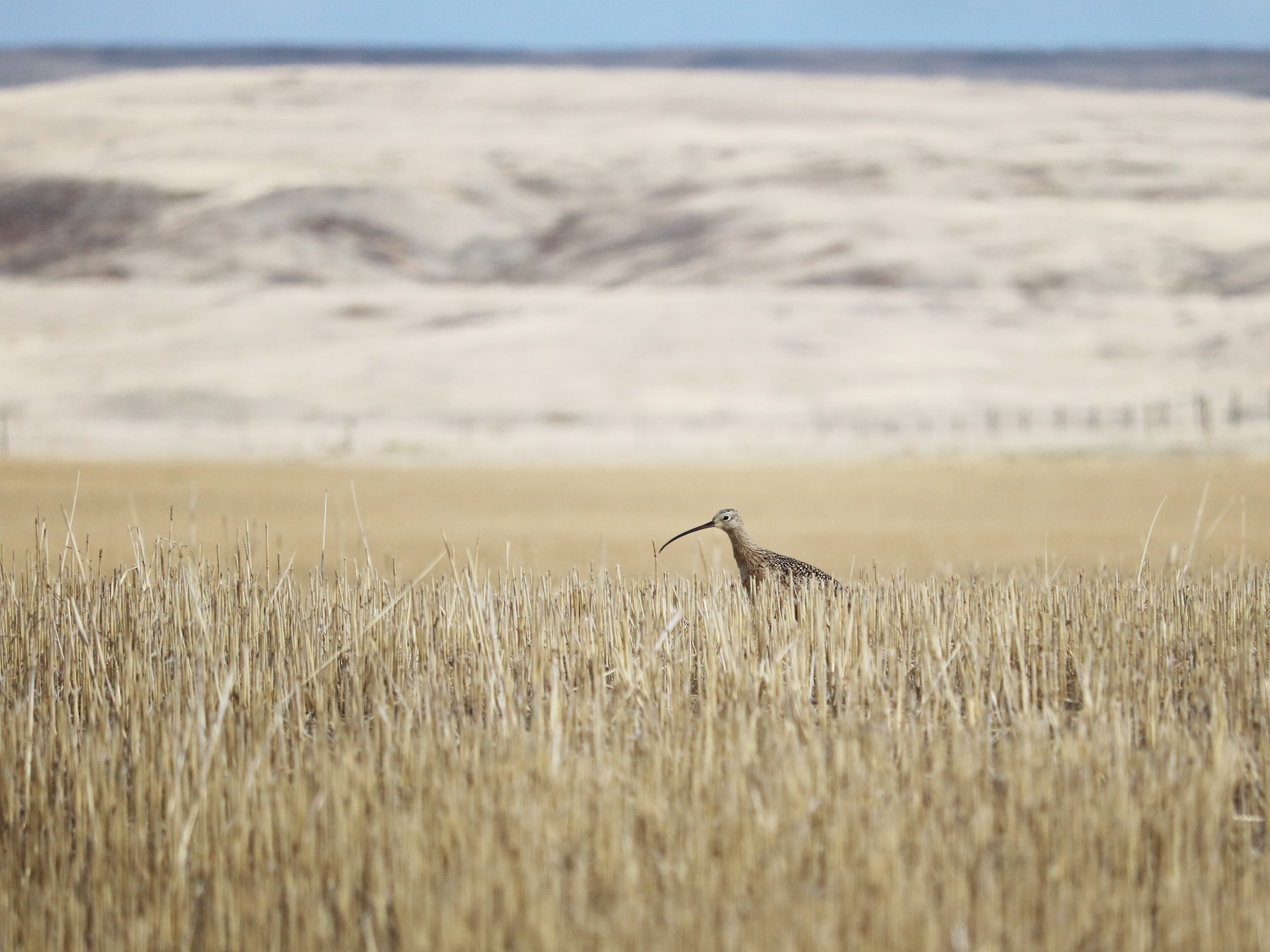 Zarapito Pico Largo - eBird