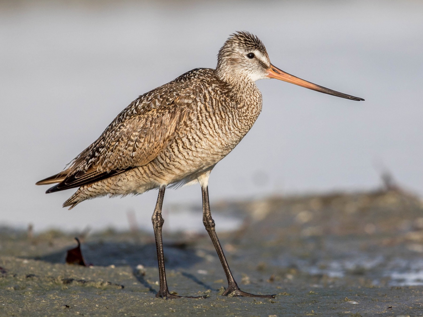 Marbled Godwit - eBird