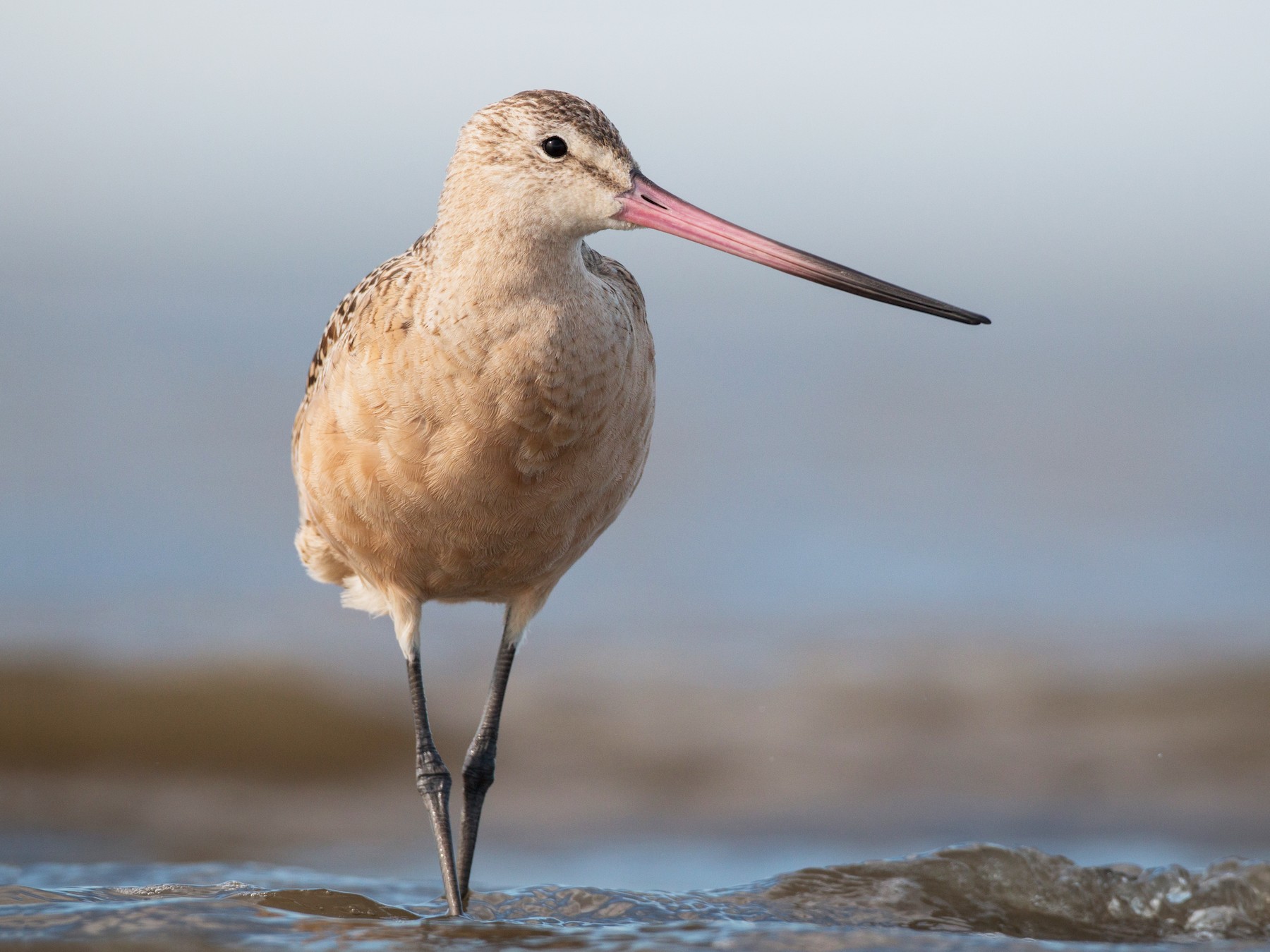Marbled Godwit - eBird