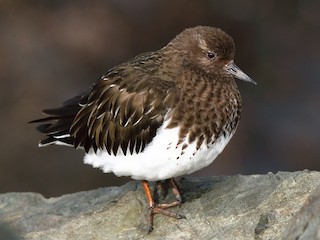Black Turnstone - eBird