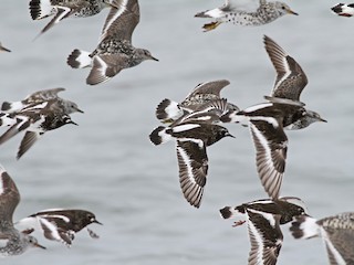 Black Turnstone - eBird