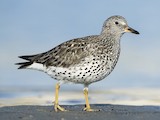 Surfbird - Range map: Post-breeding migration - eBird Status and Trends